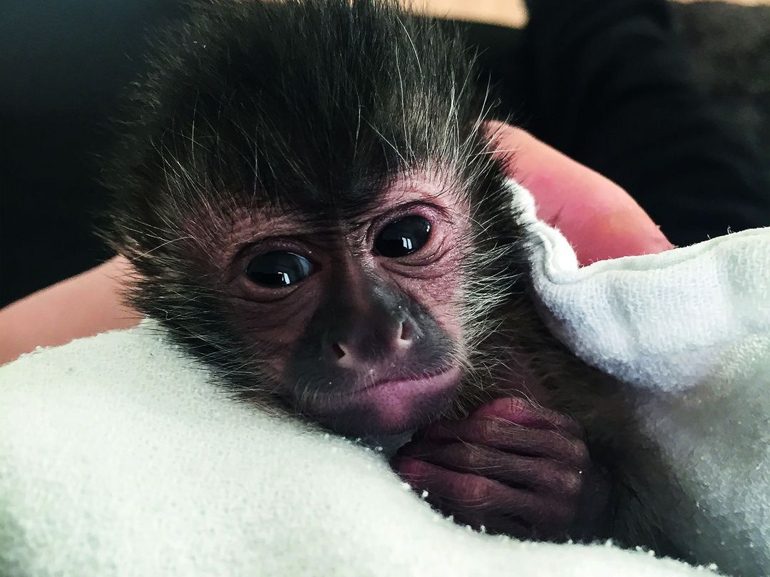 Das Affenbaby in der Bauchtasche