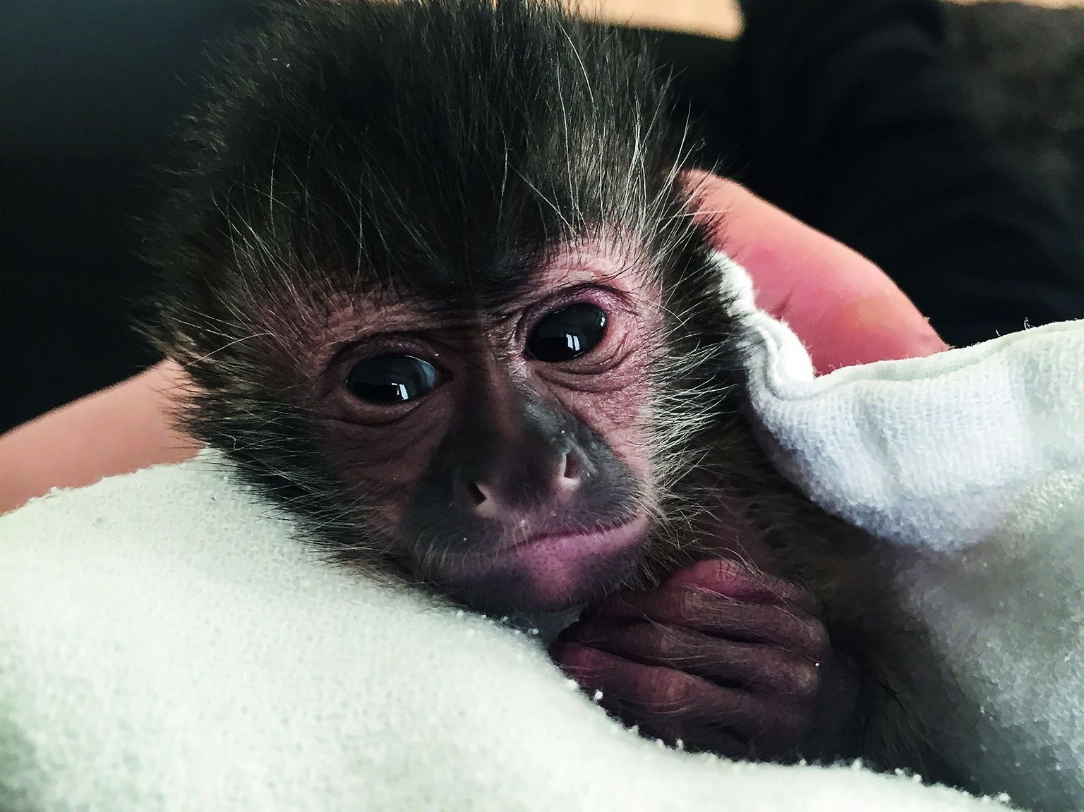 Das Affenbaby in der Bauchtasche