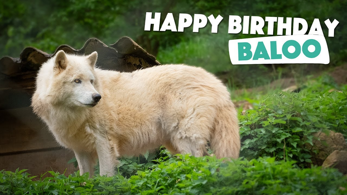 Joyeux anniversaire Baloo