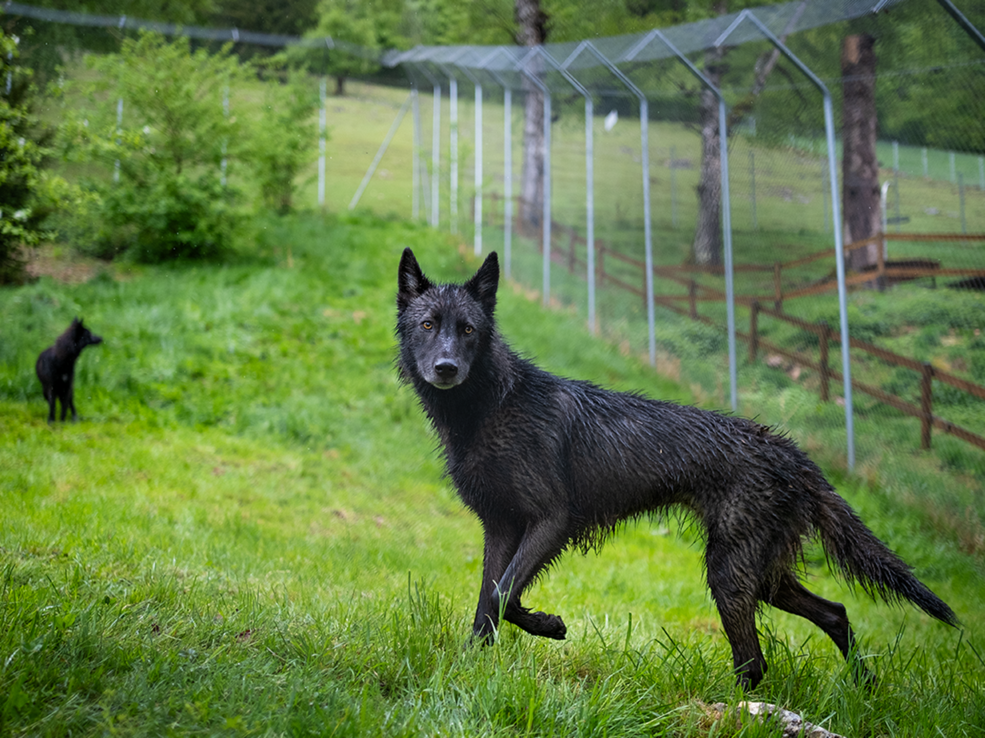 Loups hybrides Aska et Asgard