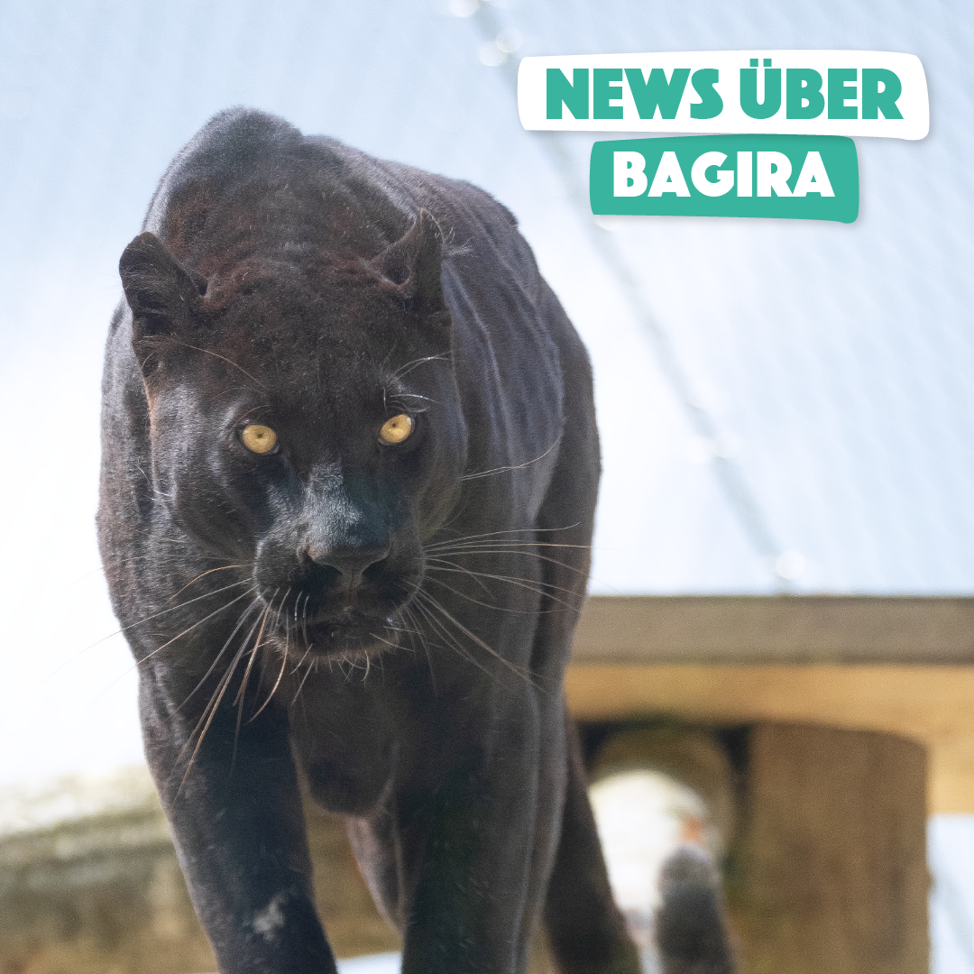 News über Bagira